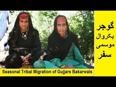 Documentary: Tribal Migration of Gujjars Bakarwals in Himalayan belt of ...