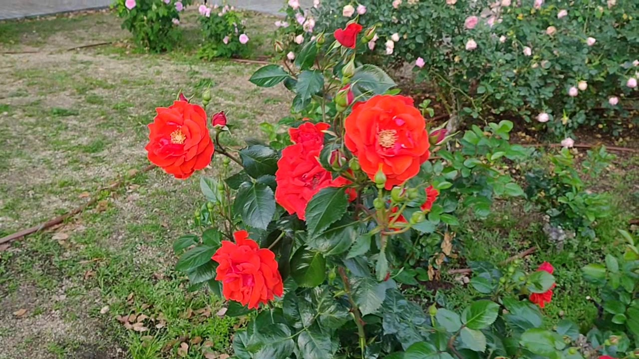 Copyright free video | Japan | Osaka Rose garden nakanoshima park - YouTube