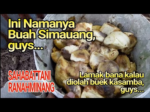 DI KEBUN MANGGIS, MALAH YANG DAPAT BUAH SIMAUANG (Sahabattani RM) - YouTube