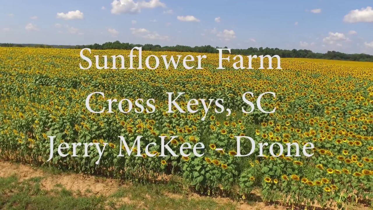 Sunflower Farm at Cross Keys SC - YouTube