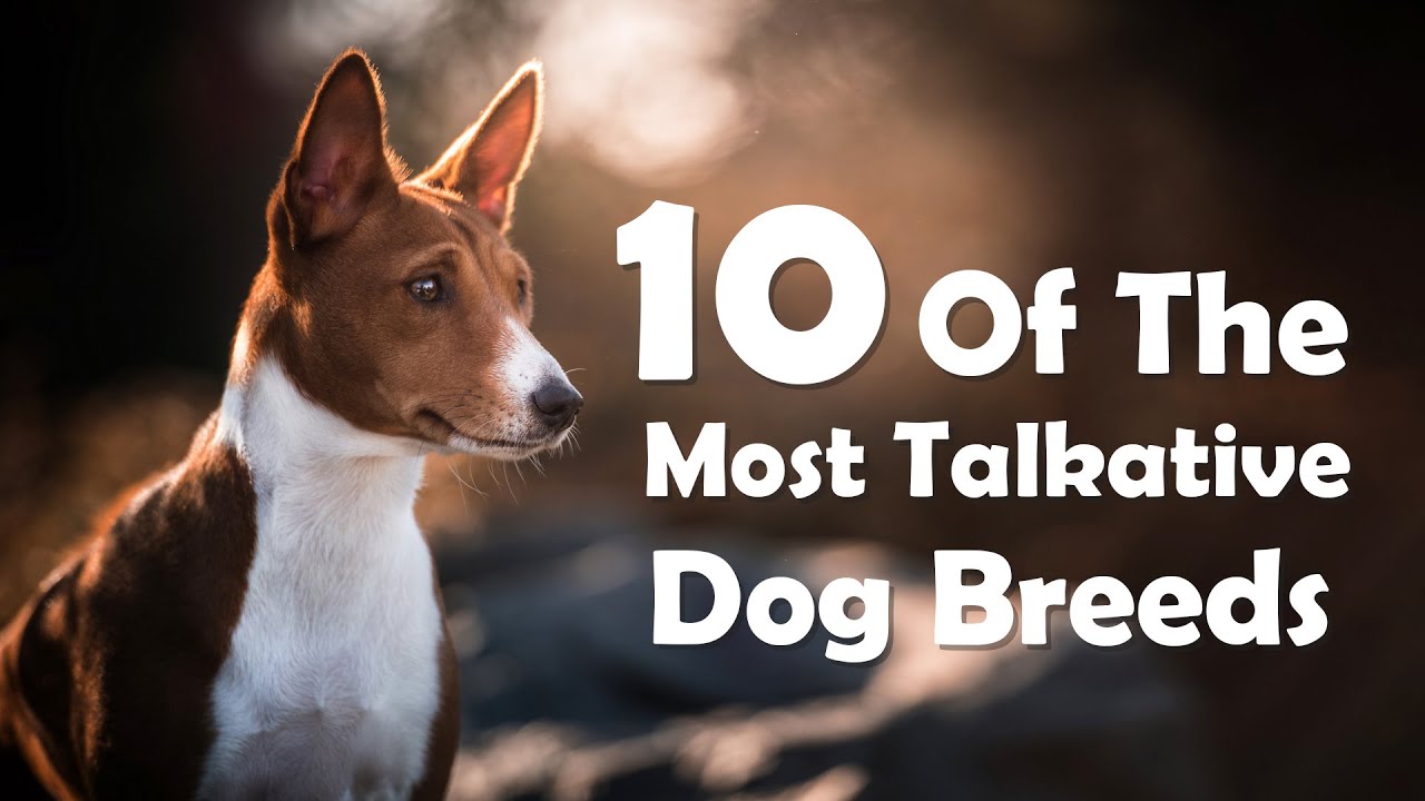 Top 10 Most Talkative Dog Breeds - YouTube