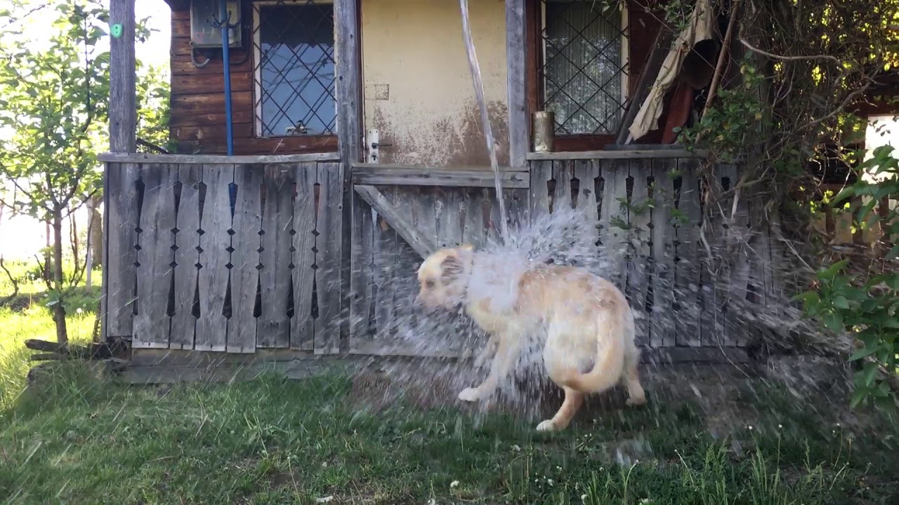 Câine ud...... - YouTube