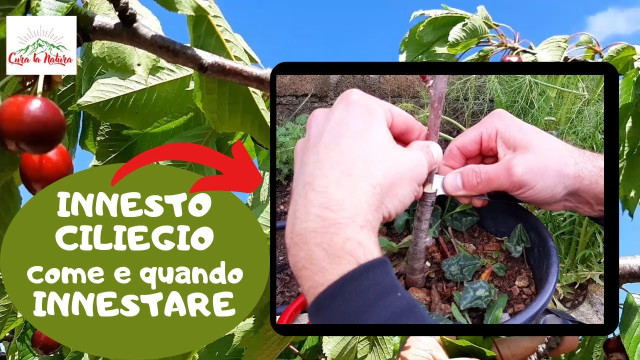 Ciliegio, Come E Quando Innestare Il Ciliegio A SPACCO? - YouTube