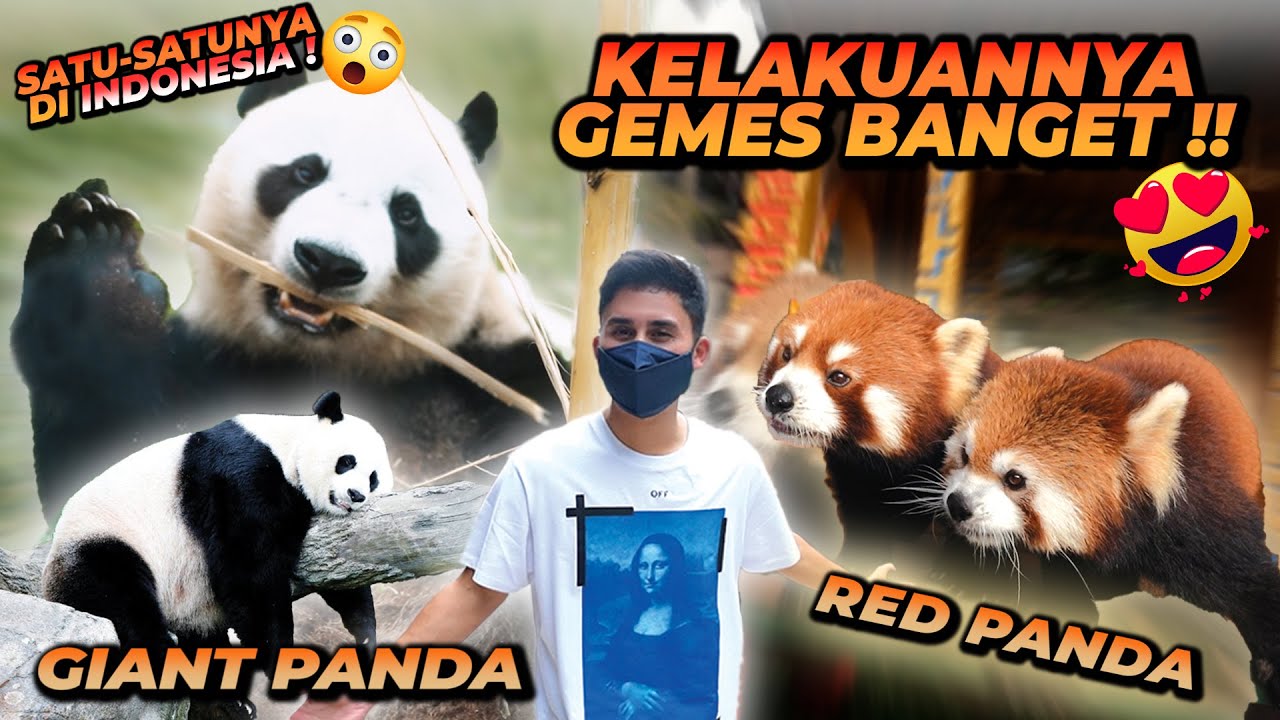 SATU SATU NYA PANDA DI INDONESIA !! GA SEMUA NEGARA PUNYA ! CUMA BISA ...