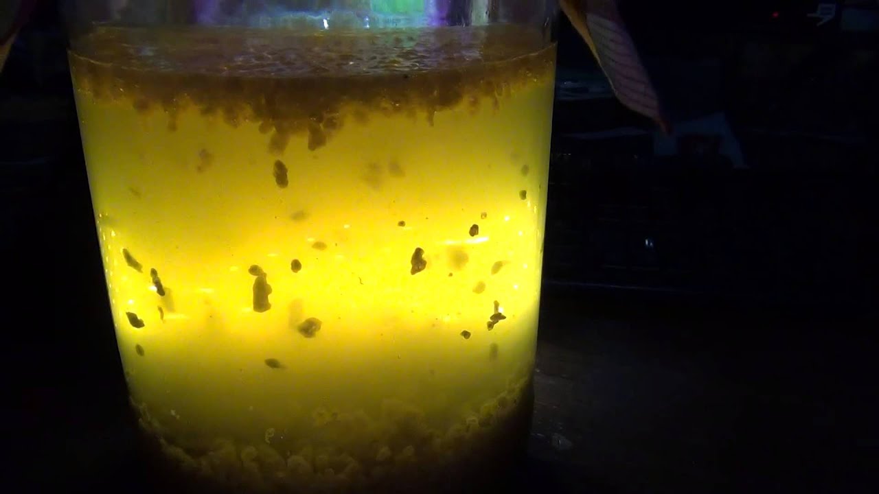 Tibicos or Water Kefirs- In action - YouTube