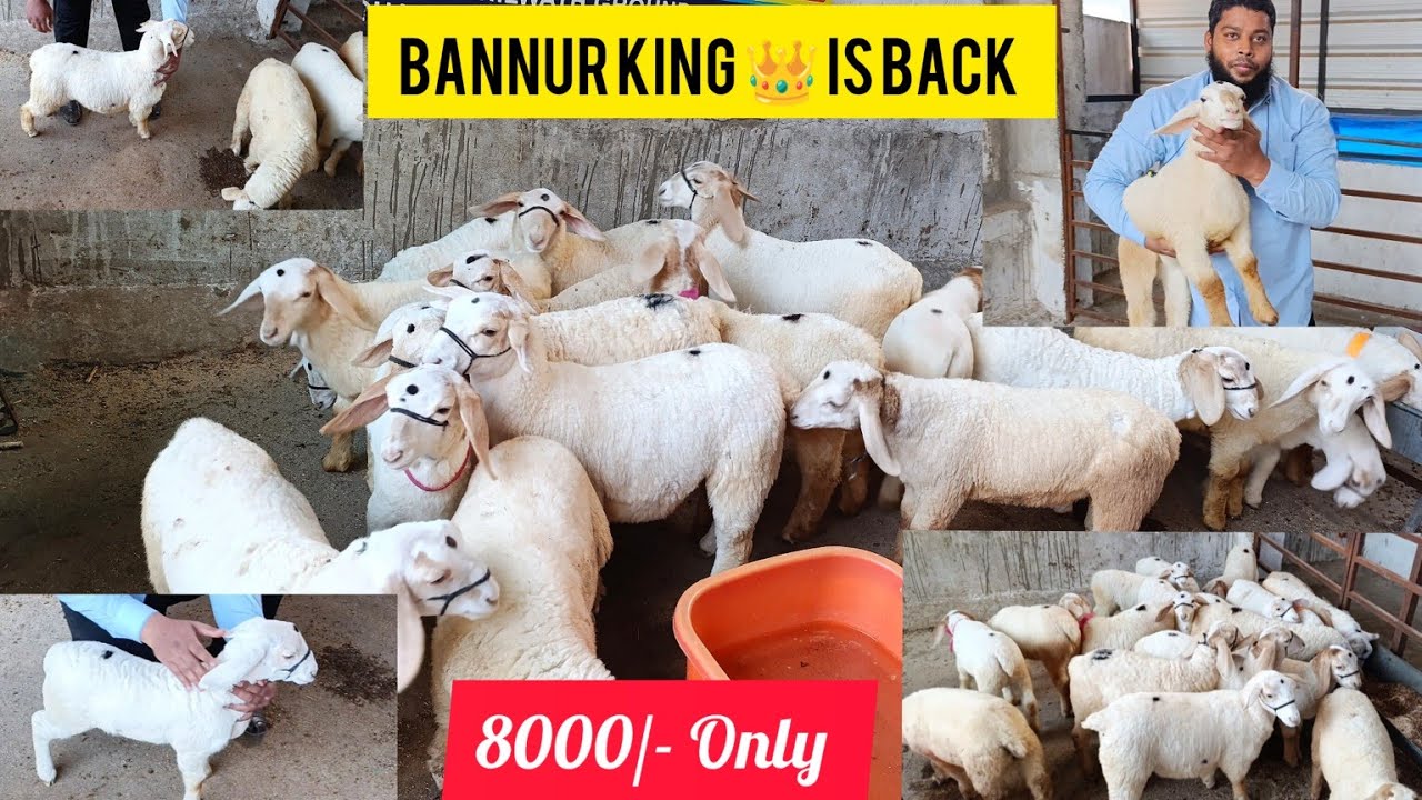 Bannur king 👑 Mustafa Goat Farm par new stock available in Hyderabad ...