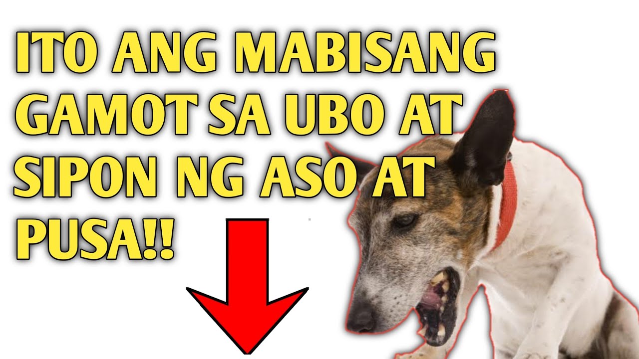 PINAKAMABISANG GAMOT SA UBO AT SIPON NG ASO AT PUSA!! - YouTube