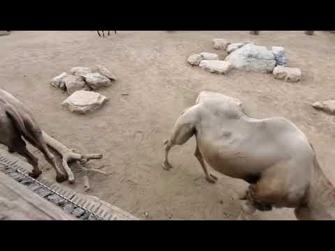 At the Zoo (part 2) - YouTube