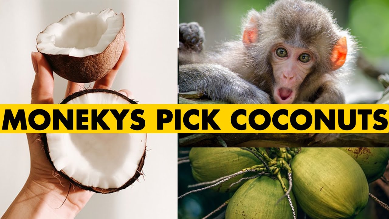 MONKEY PICK COCONUTS - YouTube
