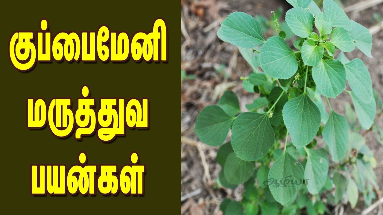 Kuppaimeni Kuppaimeni In Tamil Kuppaimeni Benefits In kuppaimeni-kuppaimeni-in-tamil-kuppaimeni-benefits-in