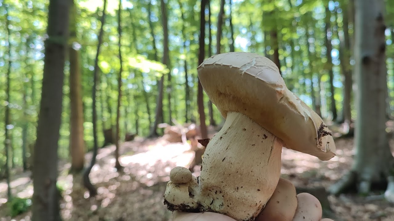 NA HUBÁCH 2023 - Časť 7. DUBÁKY stále rastú - Ako to vyzerá dnes v ...