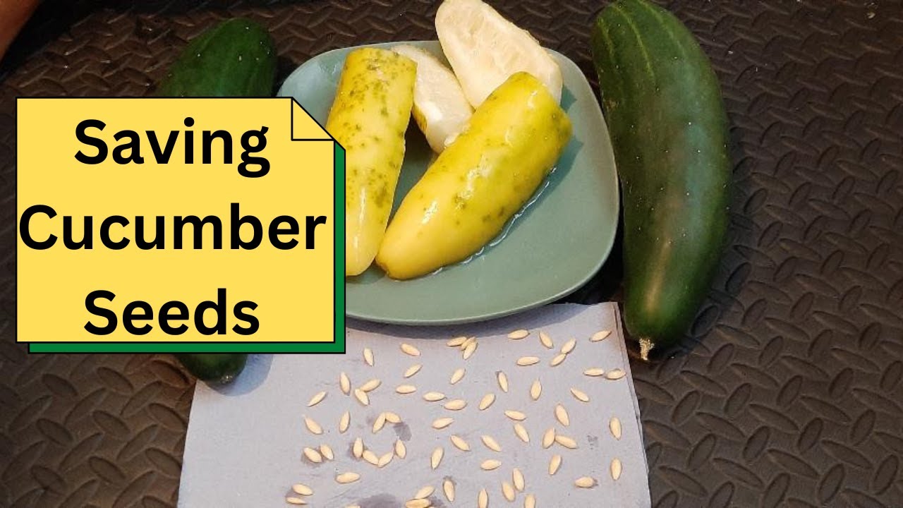 Saving Cucumber Seeds - YouTube