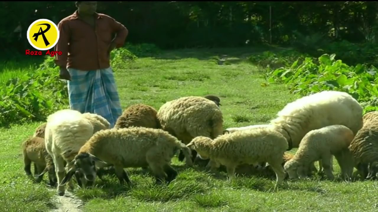 উন্নত জাতের ভেড়ার খামার করে দেশে বসেই বিদেশের আয় করুন, Sheep Farming ...