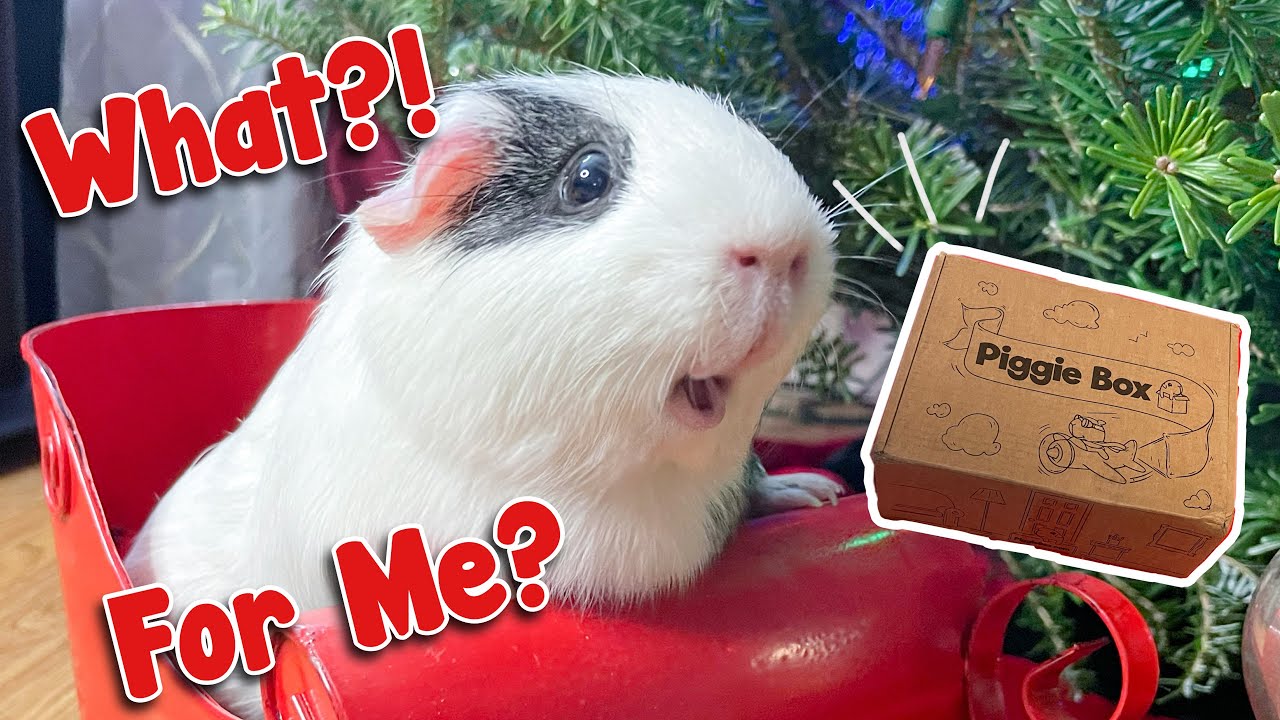 I FINALLY Got The Piggie Box! || December Unboxing - YouTube