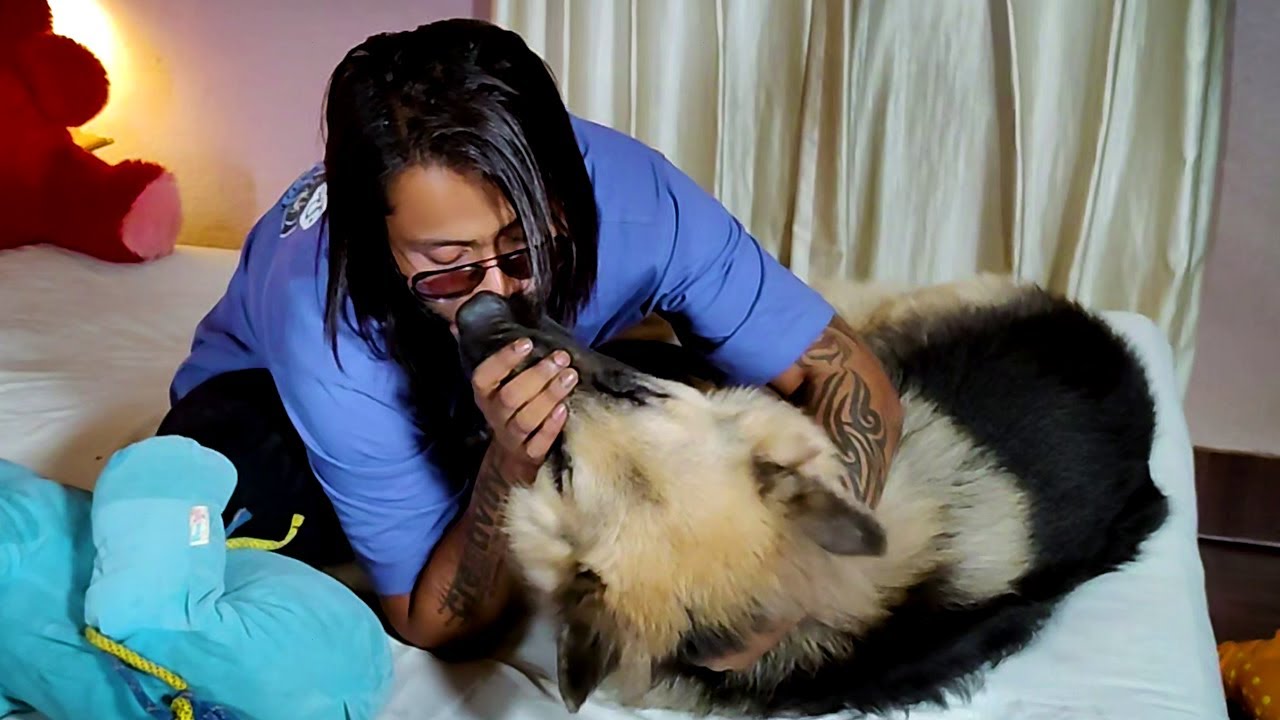 Mera Beta Ghussa Hai | German Shepherd | CameraBaba Vlogs | GSD Dog ...
