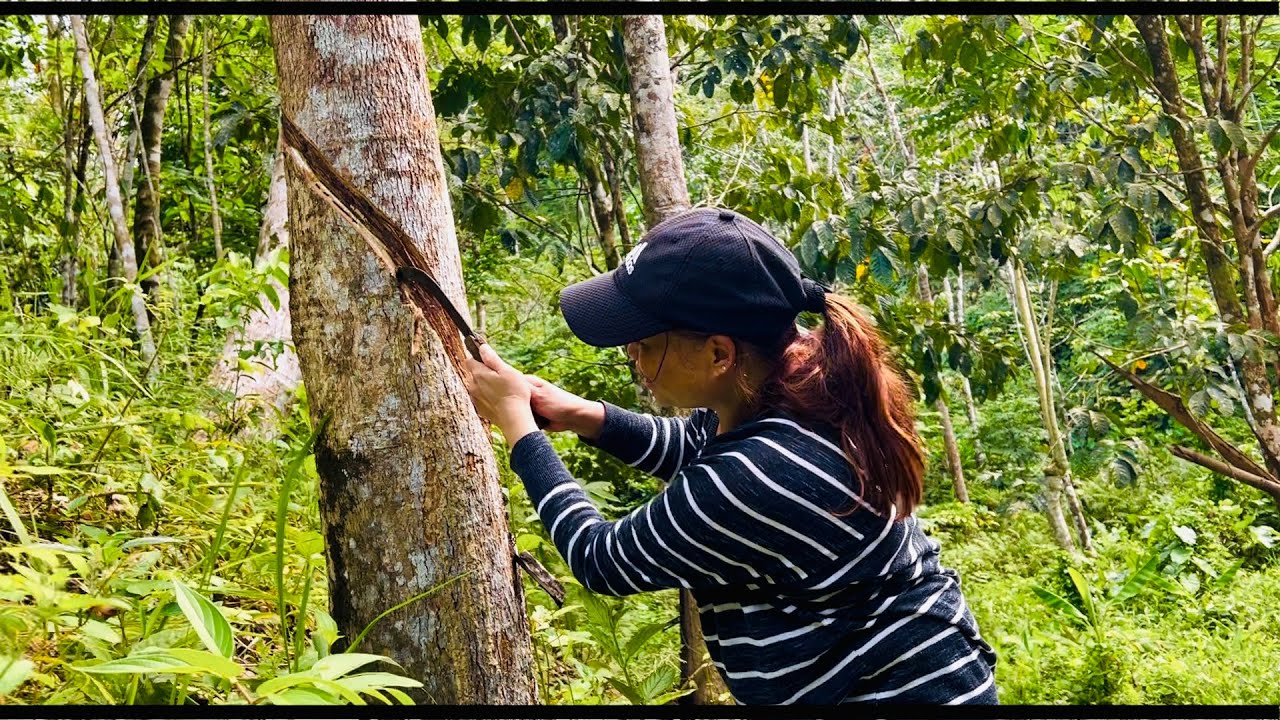 Harvesting Rubber Tree - YouTube