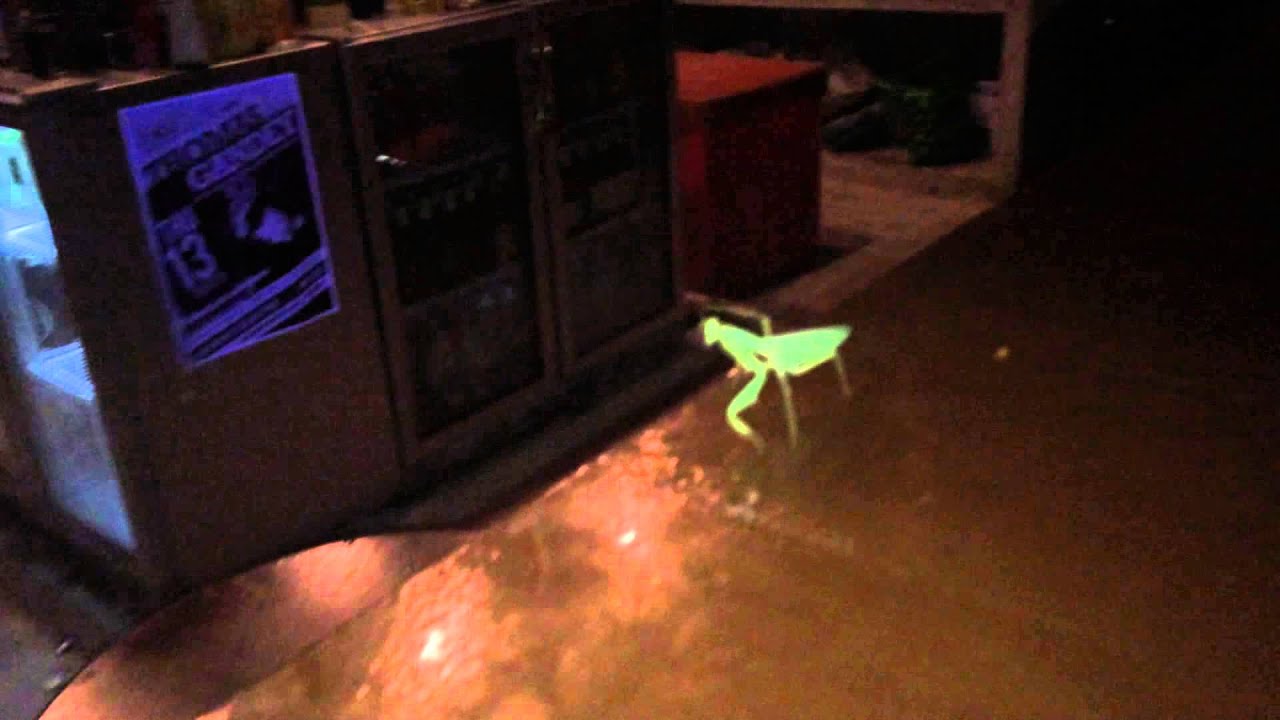 The Dancing Cricket - YouTube