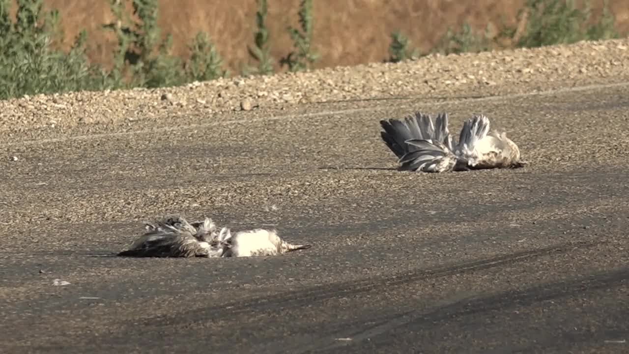 Dozens of dead birds cover this road in Kuna, here's why - YouTube