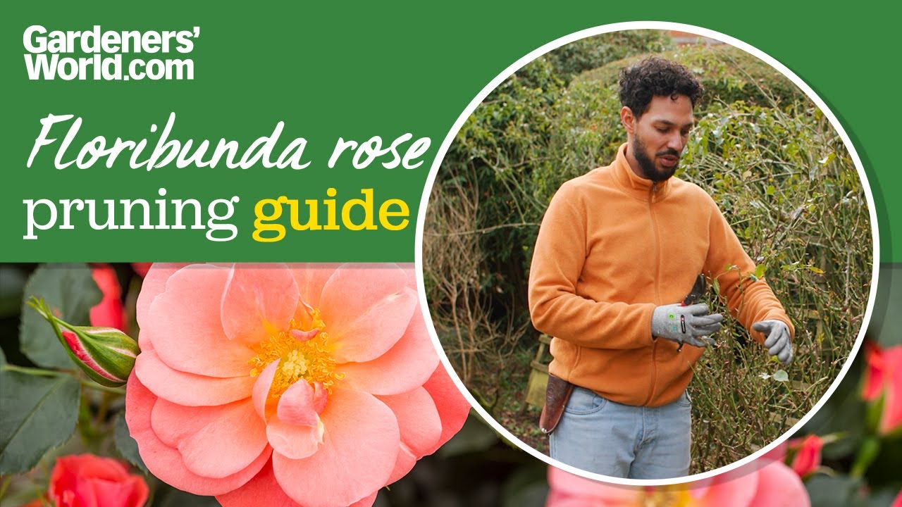 How to prune a floribunda rose like a pro - YouTube