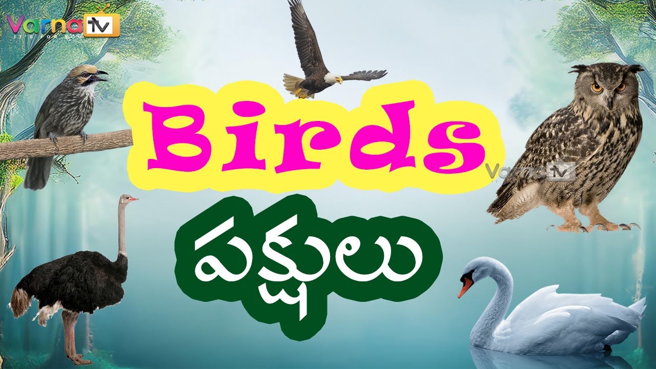 Birds Names in Telugu | పక్షుల పేర్లు | English to Telugu Bird Names ...