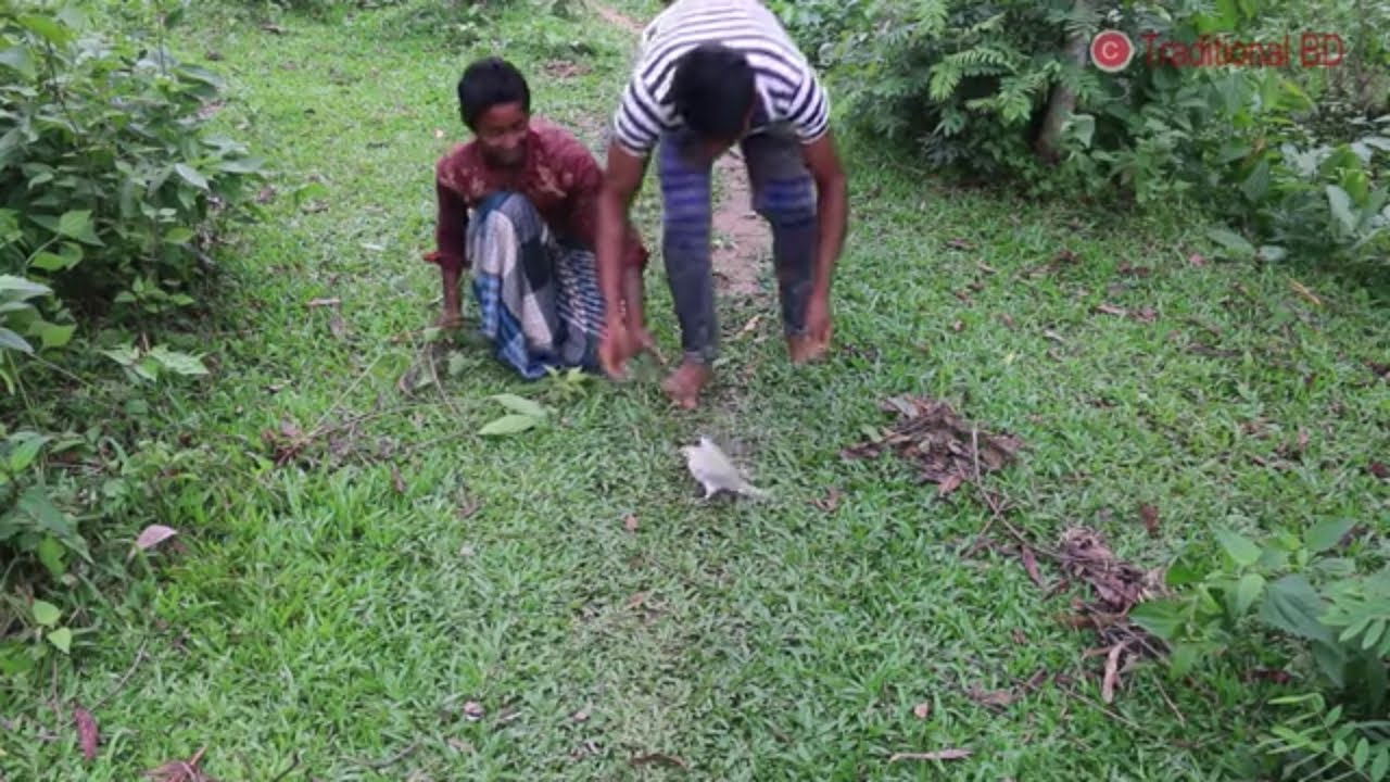 invisible Bird Trap - How to Make a quick Simple invisible Bird Traps ...