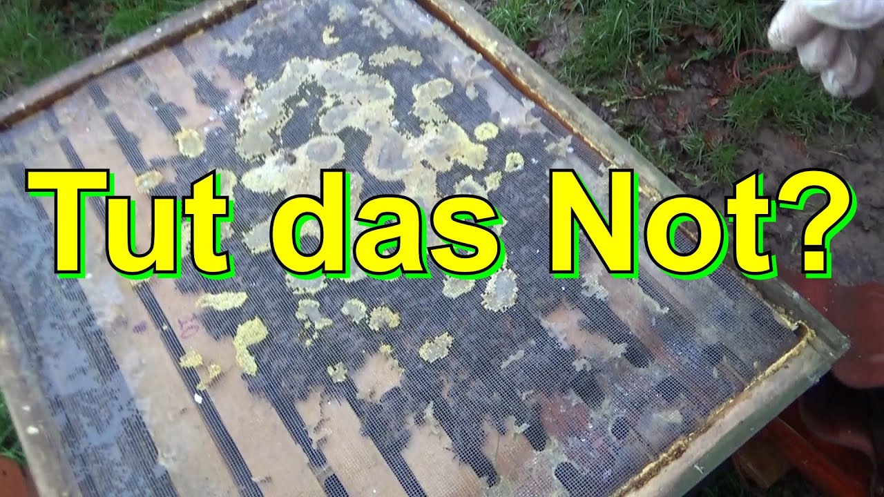 Tut das Not im Februar an den Bienen? - YouTube