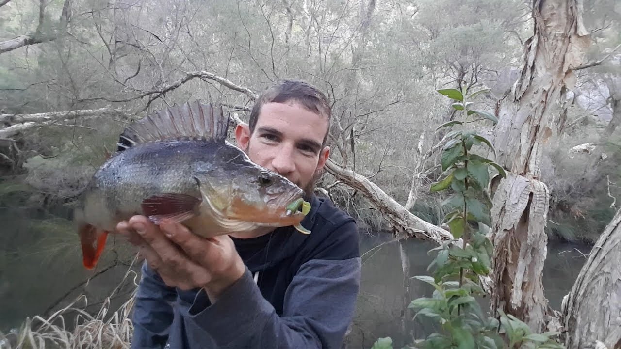 Redfin Lurching - Perth Freshwater Vlog #2 - YouTube