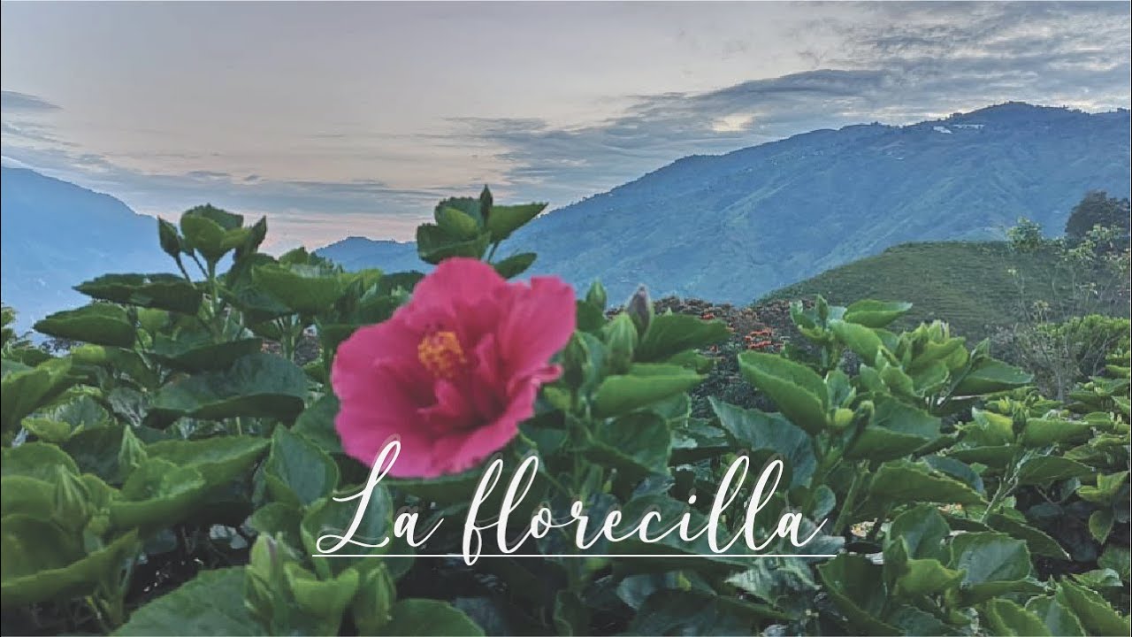 La Florecilla - YouTube
