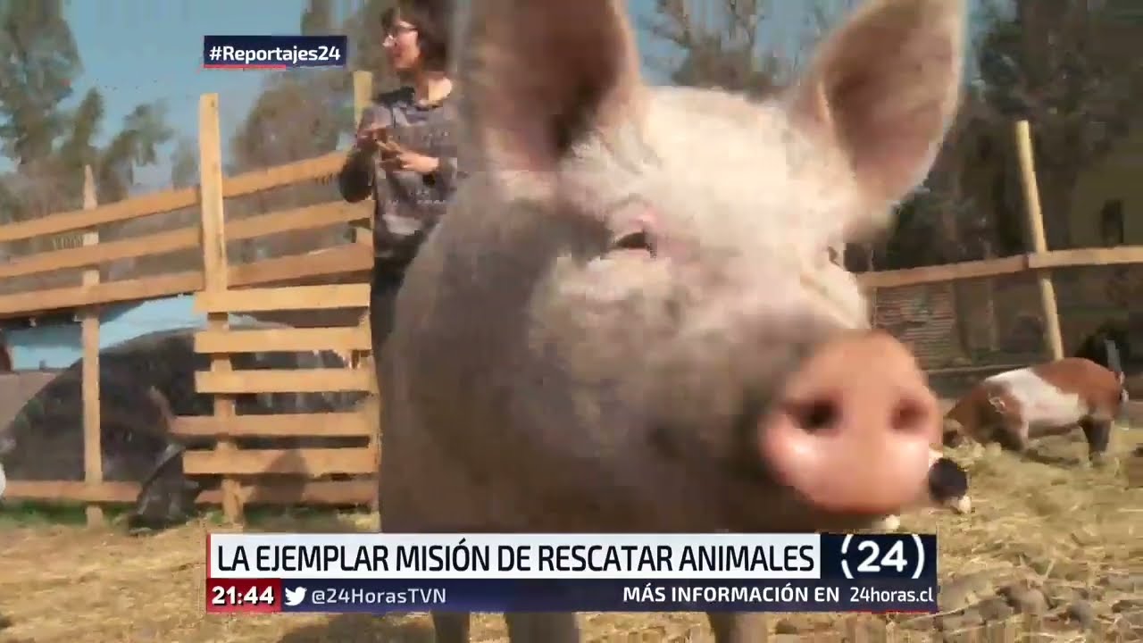 Noticia - Rescatadores de animales - YouTube