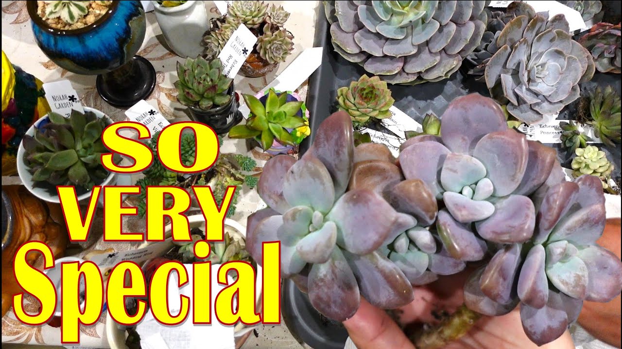 UNBOXING A True Succulent Addicts Special Plant Haul | Norah Garden89 ...