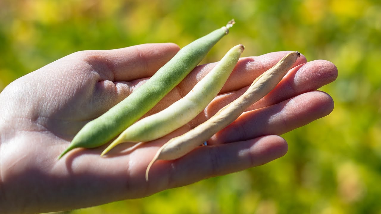 Colorado Beans are Almost Ready for Harvest - YouTube