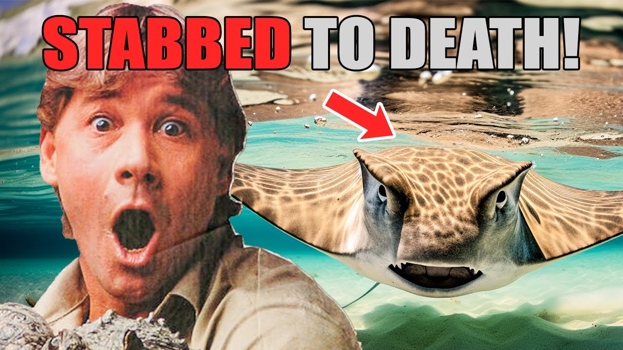 The TERRIFYING Last Moments Of Steve Irwin - NEW DETAILS - YouTube