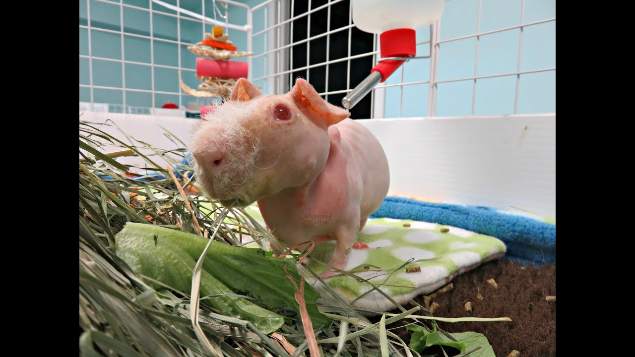 Calvin: Senior Skinny Pig Update - YouTube