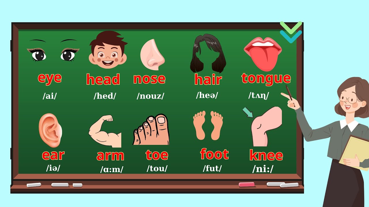 Dạy Bé Học Từ Vựng Tiếng Anh Về Chủ đề Các Bộ Phận Trên Cơ Thể Mắt Mũi Miệng Chân Tay Youtube