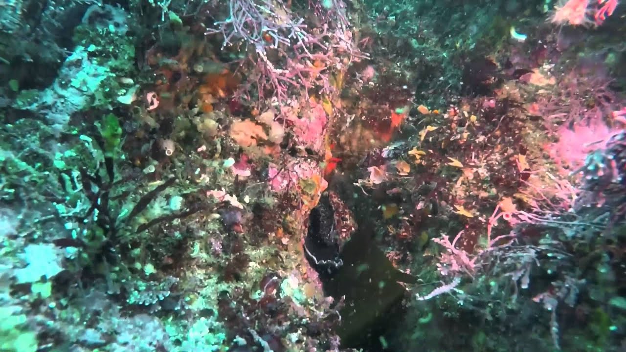 Abalone Feeding - YouTube