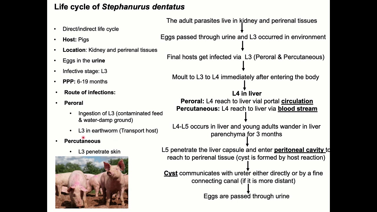 Stephanurus dentatus infection: Life cycle [Part 3 of 6] - YouTube