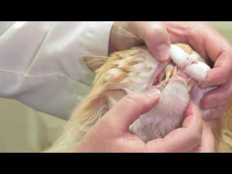 The Heimlich Manoeuvre on a Cat or Small Dog: How to Do It [Expert Opinion]