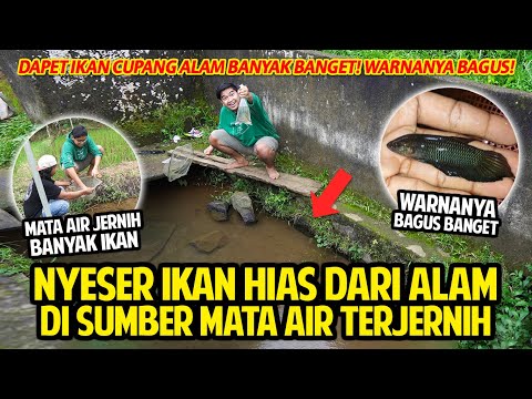 NYESER IKAN HIAS DARI ALAM KE SUMBER MATA AIR TERJERNIH! BANYAK WILD BETTA SAMPE BRUSHMOUTH!