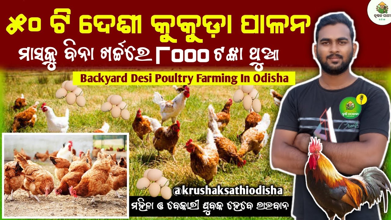 Desi Kukuda Chasa[୫୦ ଦେଶୀ କୁକୁଡ଼ା ଚାଷ]Desi kukuda chasa kemiti karajae ...