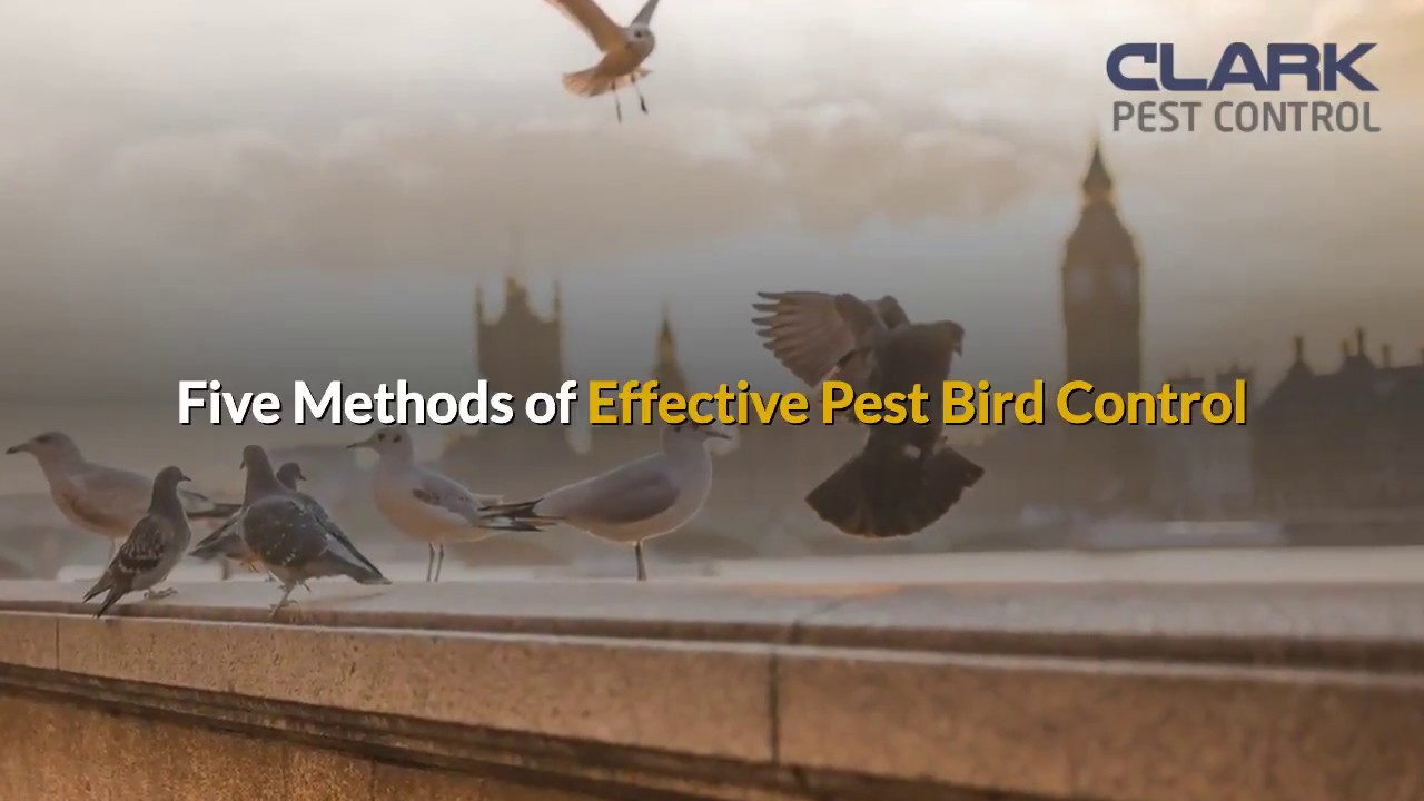 Pest Bird Control Approaches - YouTube