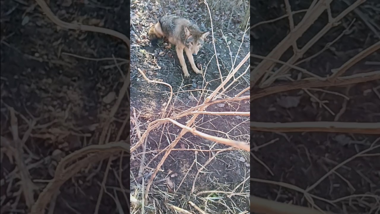Coyote in a cable restraint #duketraps #coyote #trapping - YouTube