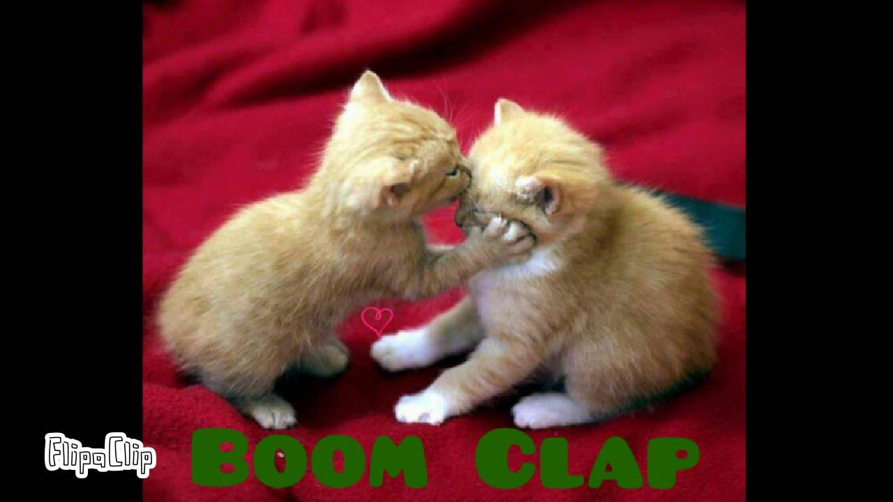 Boom Clap-Cats - YouTube