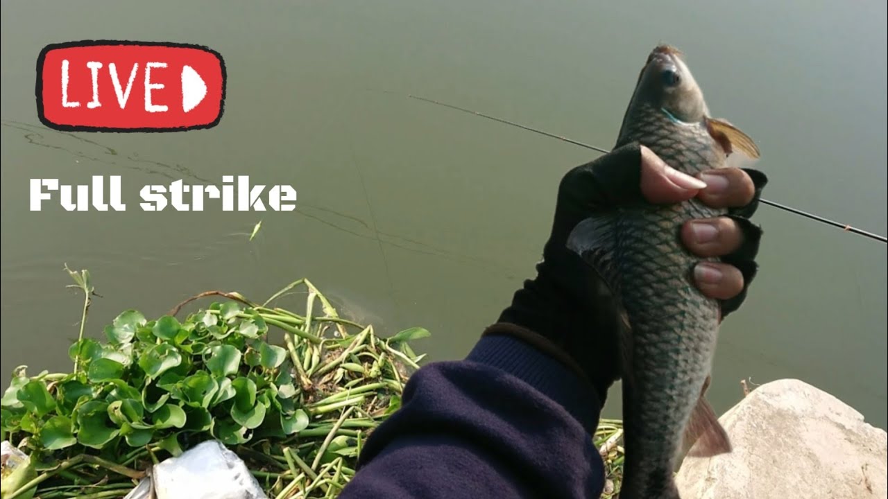 Mancing di Sungai Strike Ikan Nilem Babon - YouTube