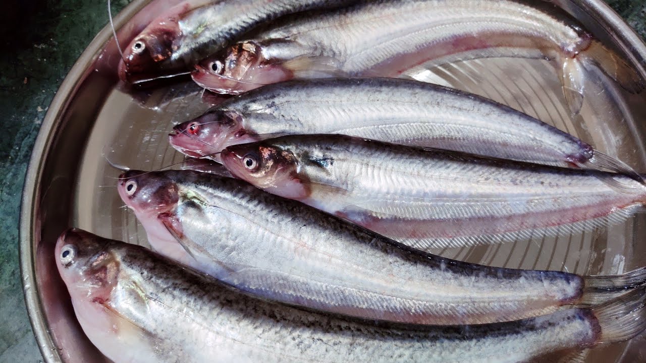 RIVER FISH ( nadi cha chopda masa )| fish without scales, fish curry ...