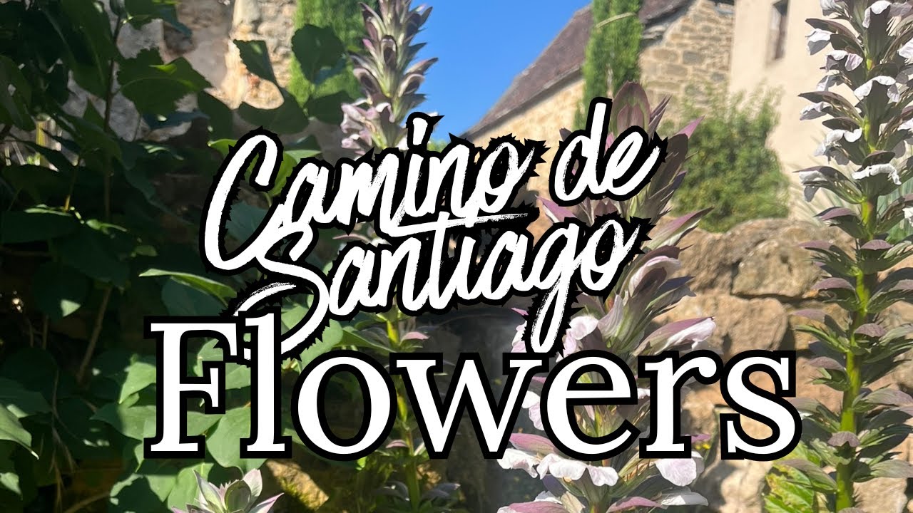 Camino de Santiago Flowers - YouTube