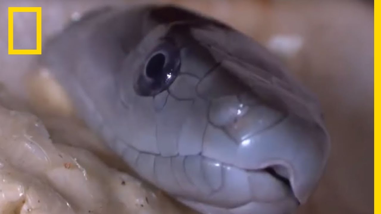 Le mamba noir est venimeux dès la naissance - YouTube