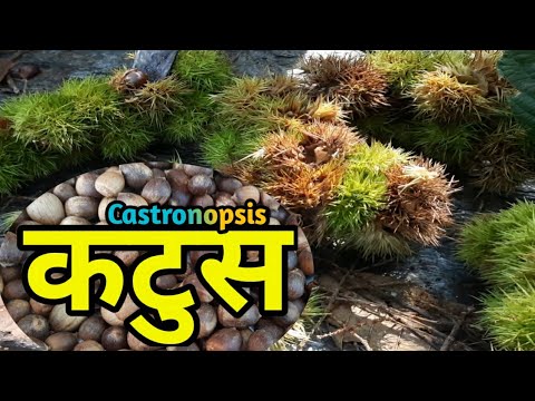 Castanopsis कटुस | Katus | What is Castaonopsis All Details वनमा कटुस ...