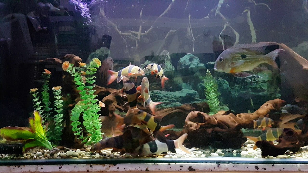 Clown loach feeding frenzy - YouTube