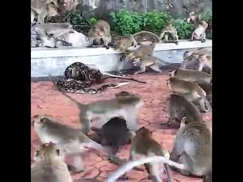 Army Of Monkey Trying To Rescue Their Friend From A Python. - YouTube