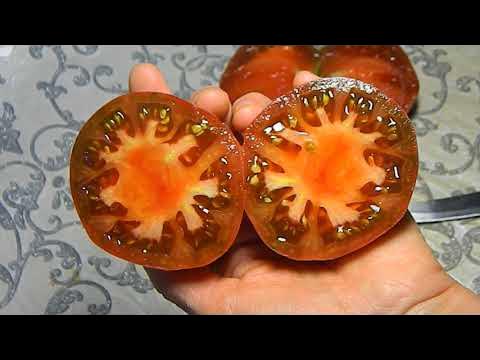 Томат Пурпурное сердце Рейнхарда. Тест спелых плодов. - YouTube
